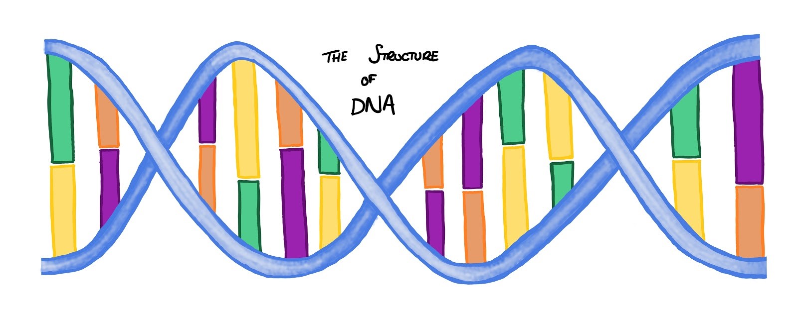 Does every cell in our body contain DNA? - Centre of the Cell