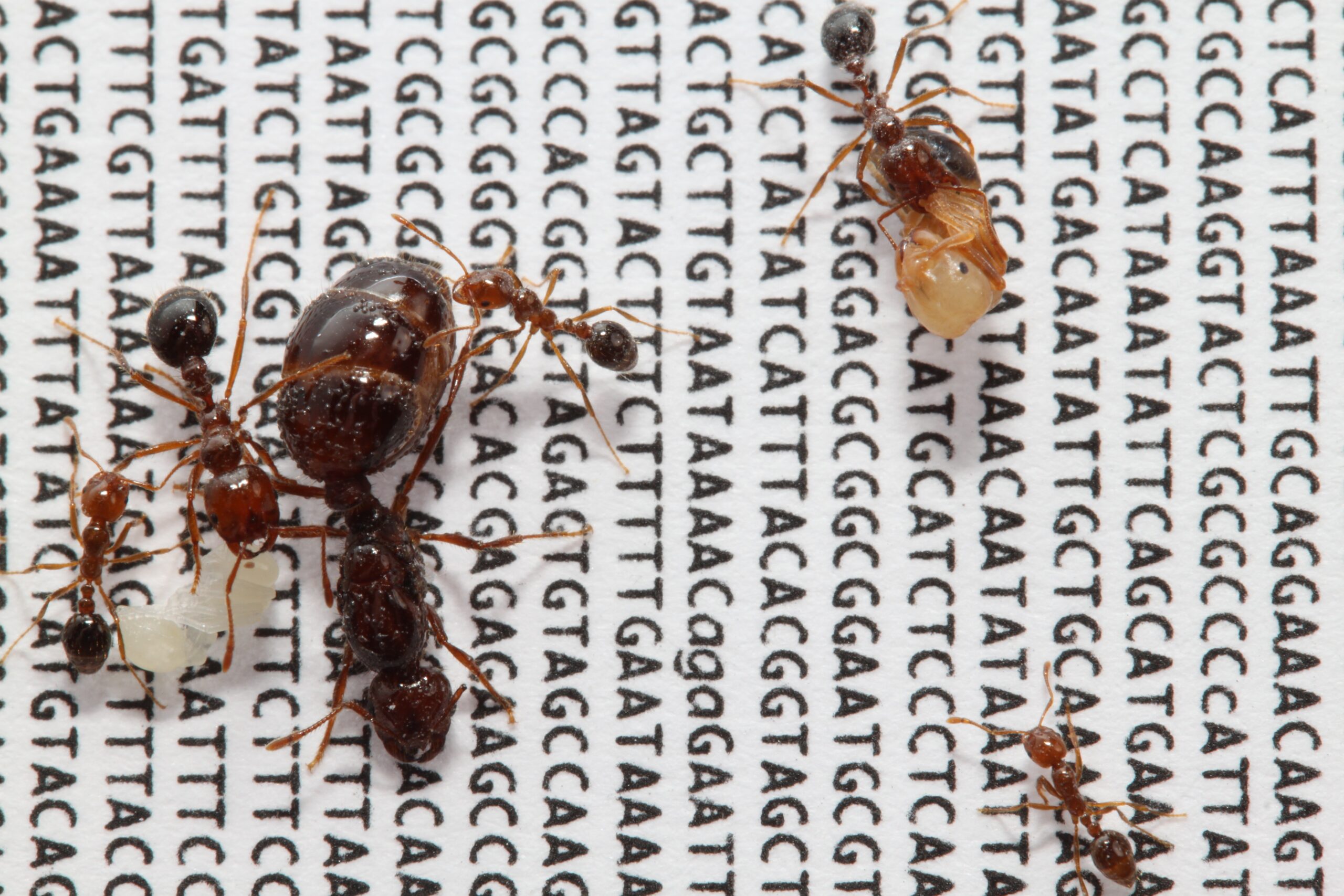How do genes make an ant society? - Centre of the Cell