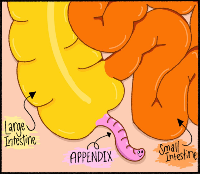 What does our appendix do? - Centre of the Cell