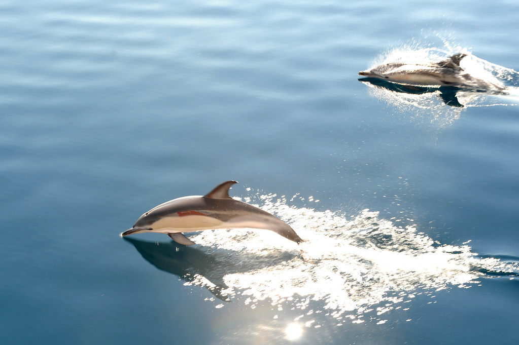 Are dolphins the smartest animal? - Centre of the Cell