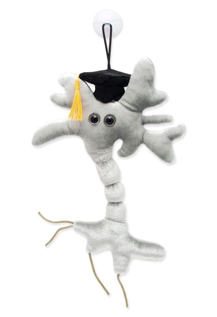 GIANTmicrobes® - Brain cell with graduation cap key chain | Centre of ...