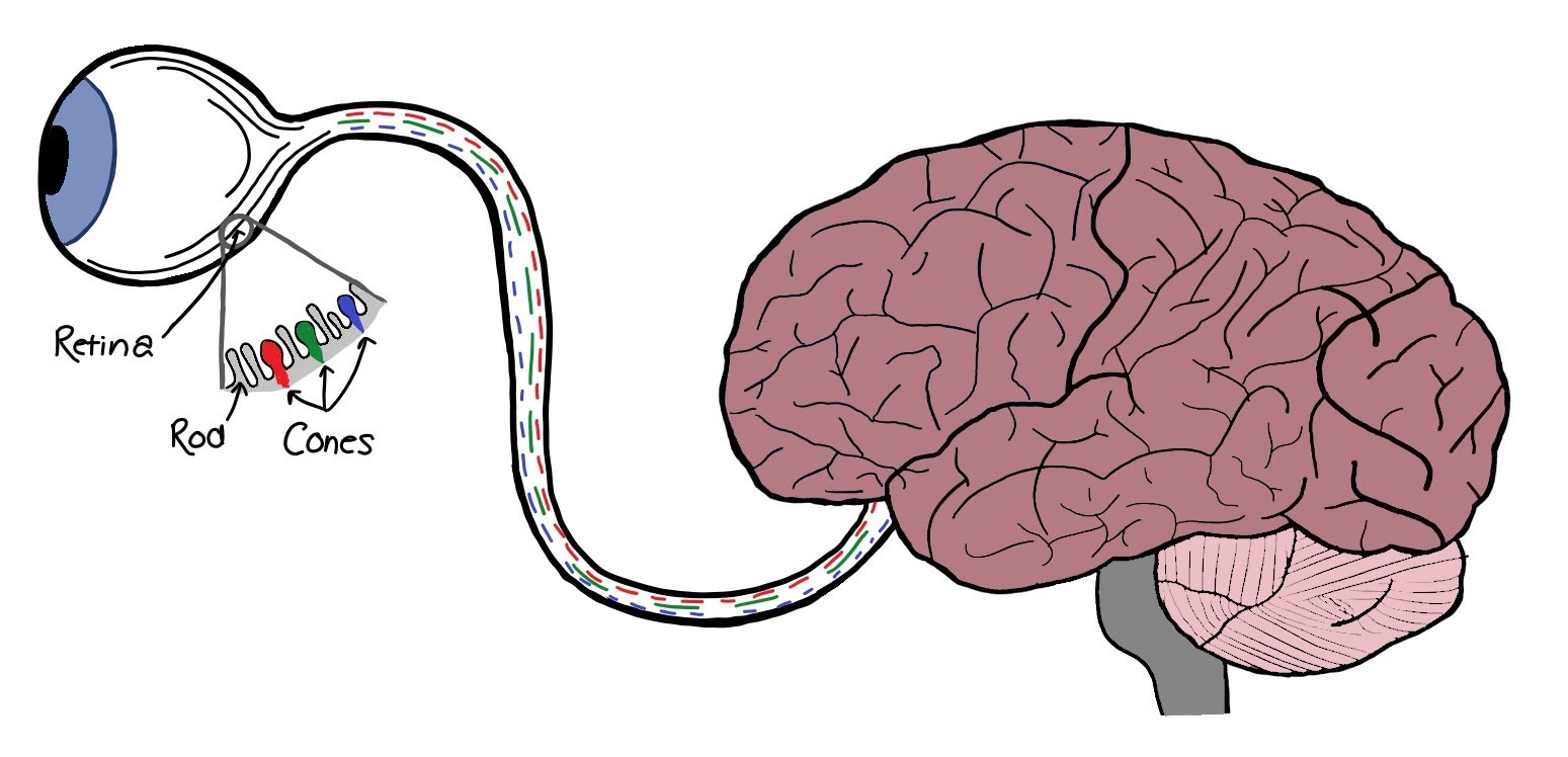 Is Blood Blue Why Does Human Blood In Veins Look Blue Heart Front